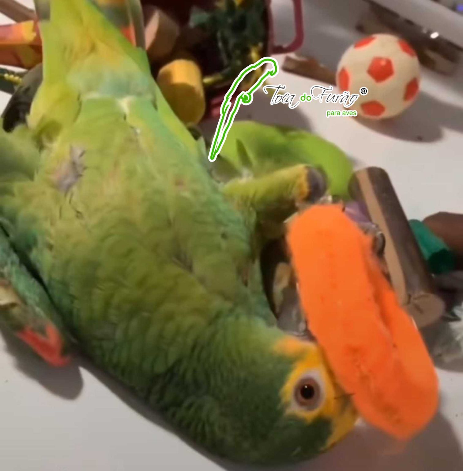 Kit Lolo cabeça amarela – Toca do Furão